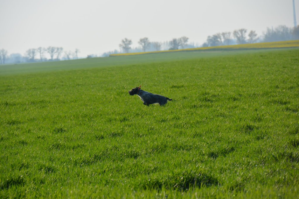 Skúšky vlôh stavačov, Hájske 22.4.2023 | Klub chovateľov hrubosrstých ...